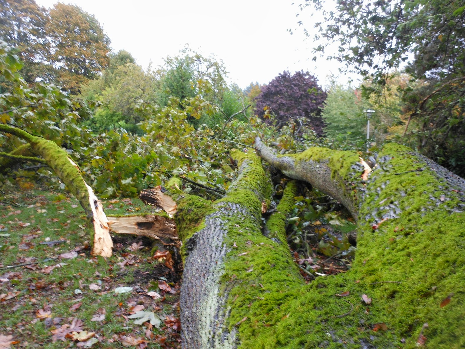 Laurelhurst Blog: Windy Weather Knocks Down Enormous Limbs From Huge ...